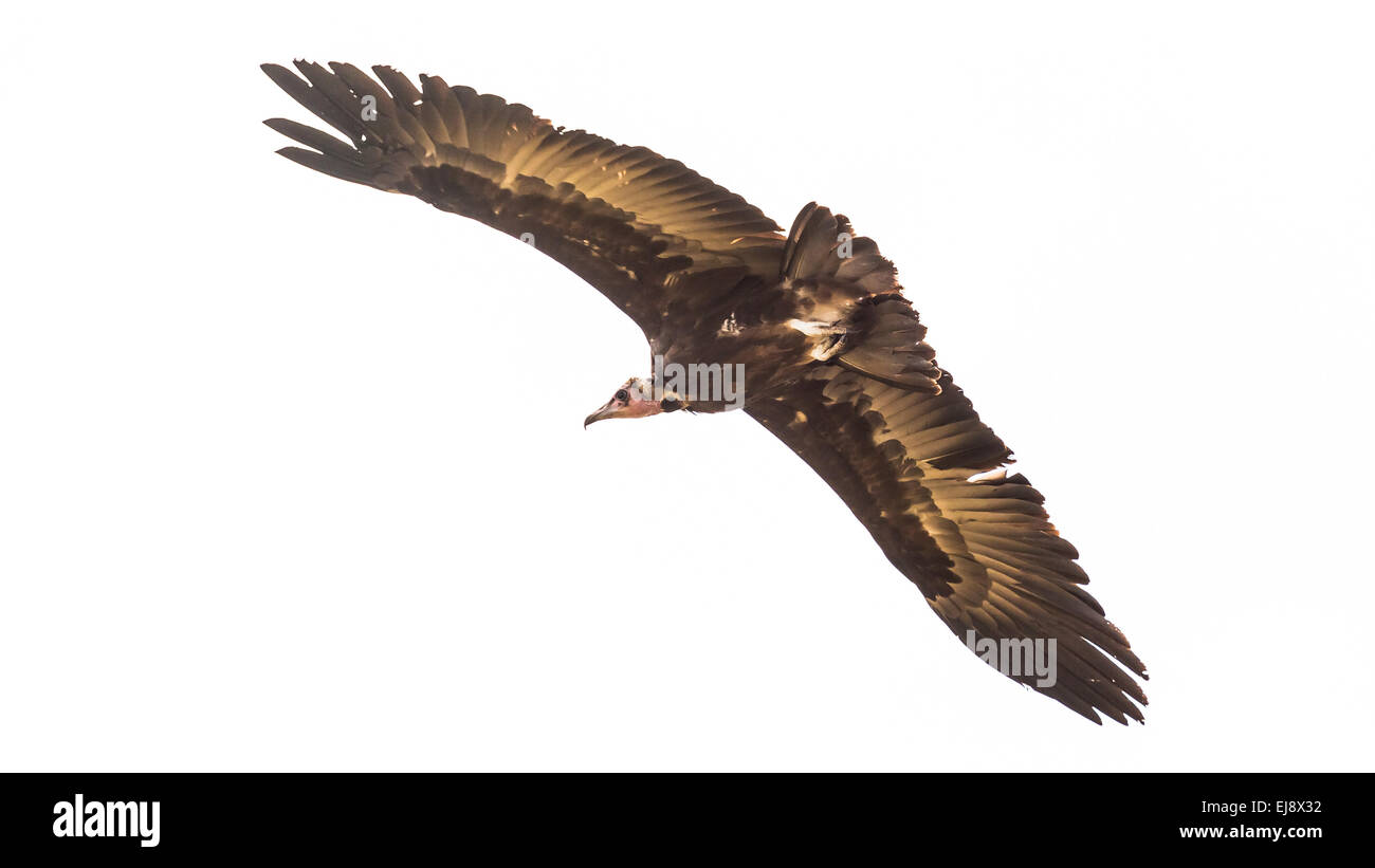 Vulture in flight Stock Photo - Alamy