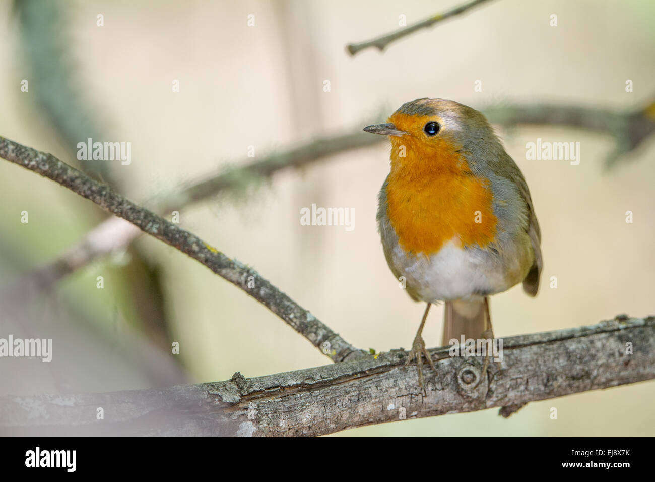 Free robin hi-res stock photography and images - Alamy