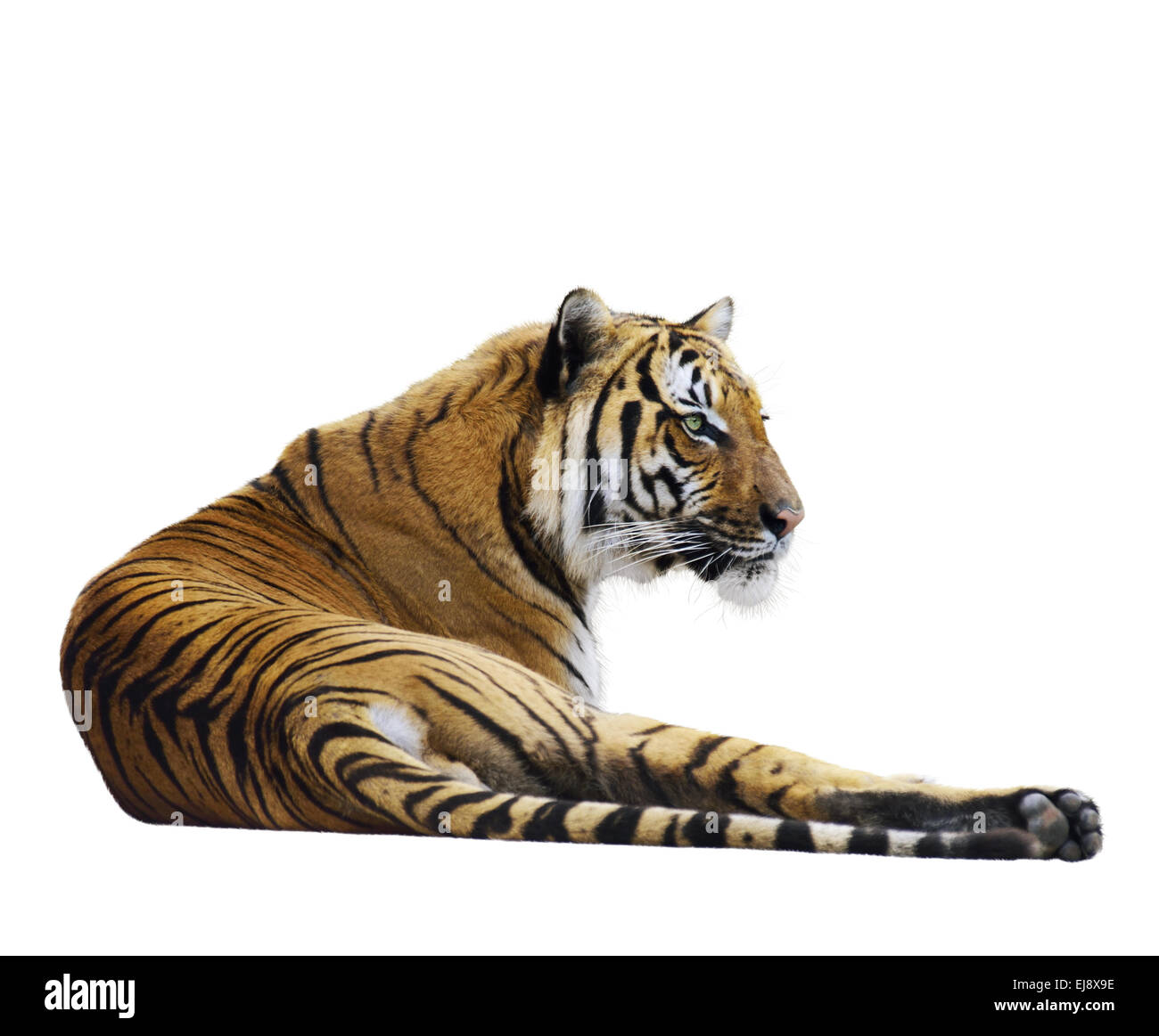 Resting tiger hi-res stock photography and images - Alamy
