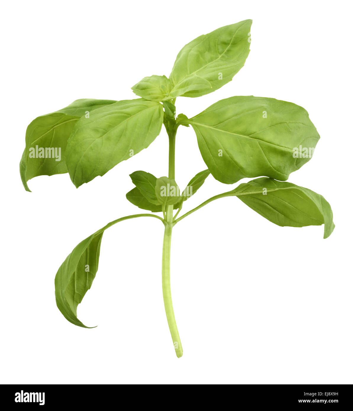 Healthy basil plant hi-res stock photography and images - Alamy