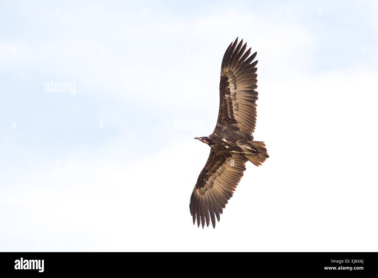 Vulture in flight Stock Photo - Alamy