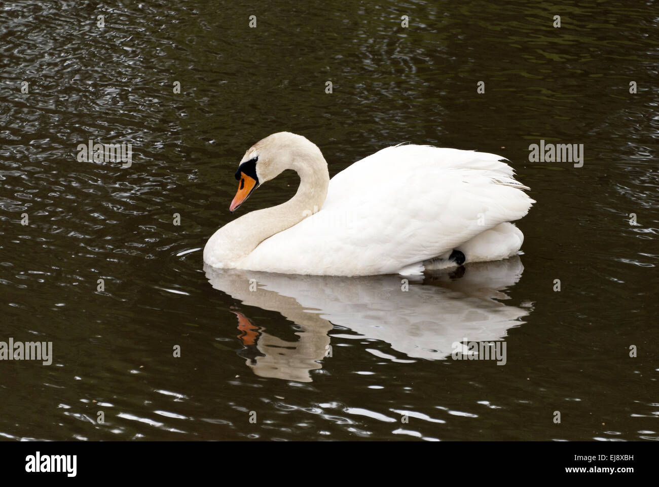 Naturpark oberpfalzer wald hi-res stock photography and images - Alamy Naturpark oberpfalzer wald hi-res stock photography and images - Alamy