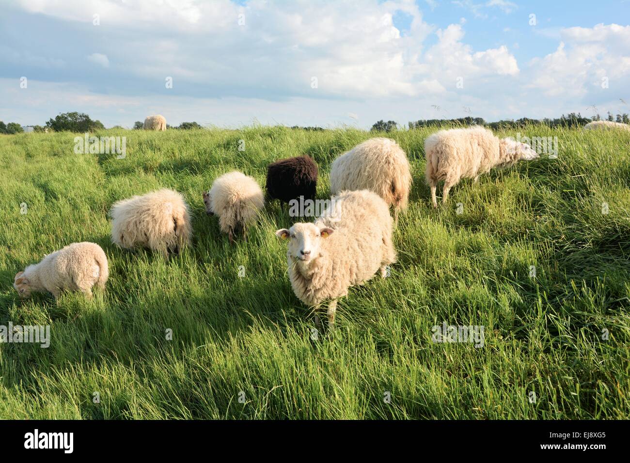 sheep in green grass Stock Photo - Alamy