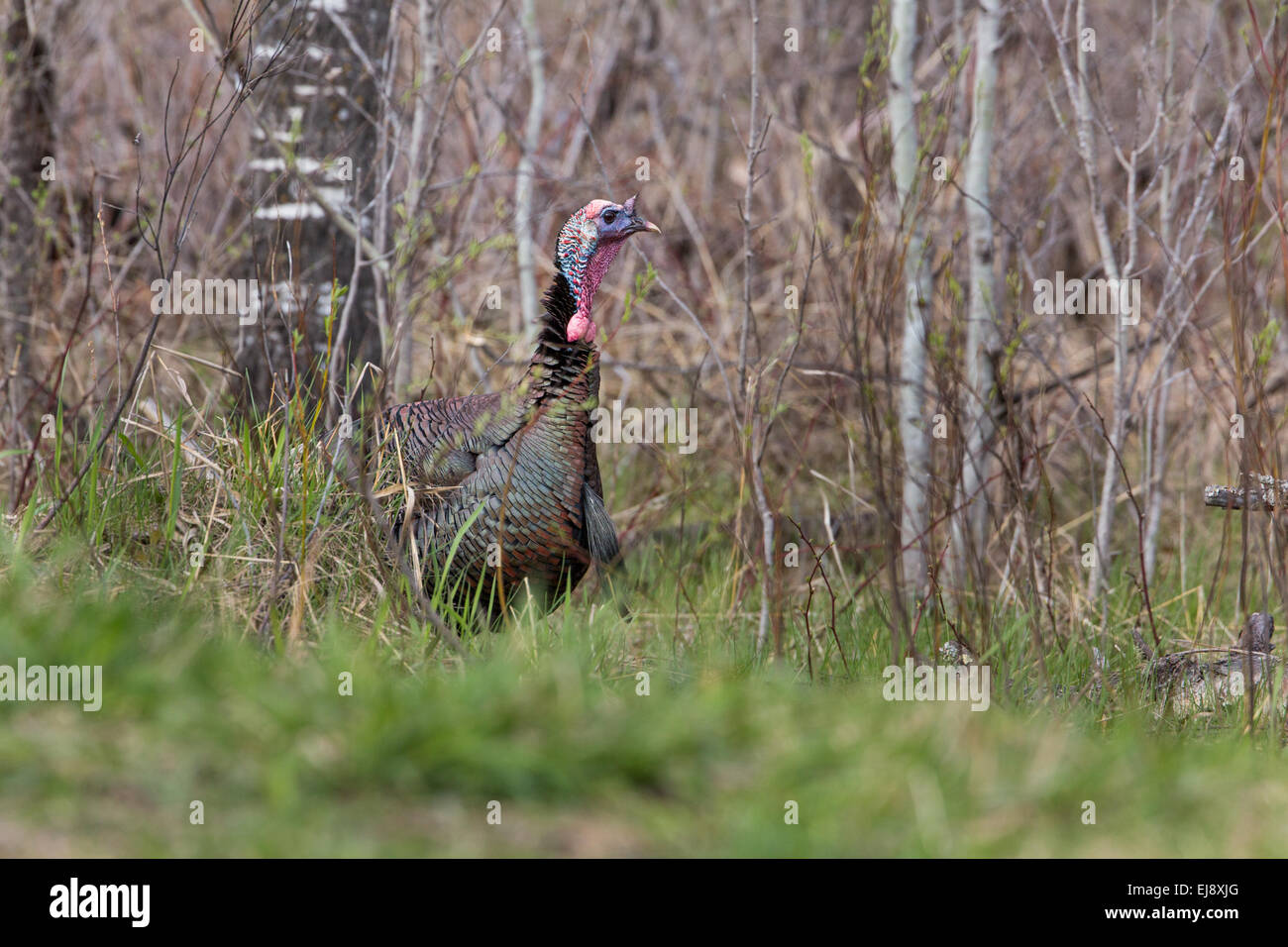 Eastern wild Turkey Stock Photo - Alamy
