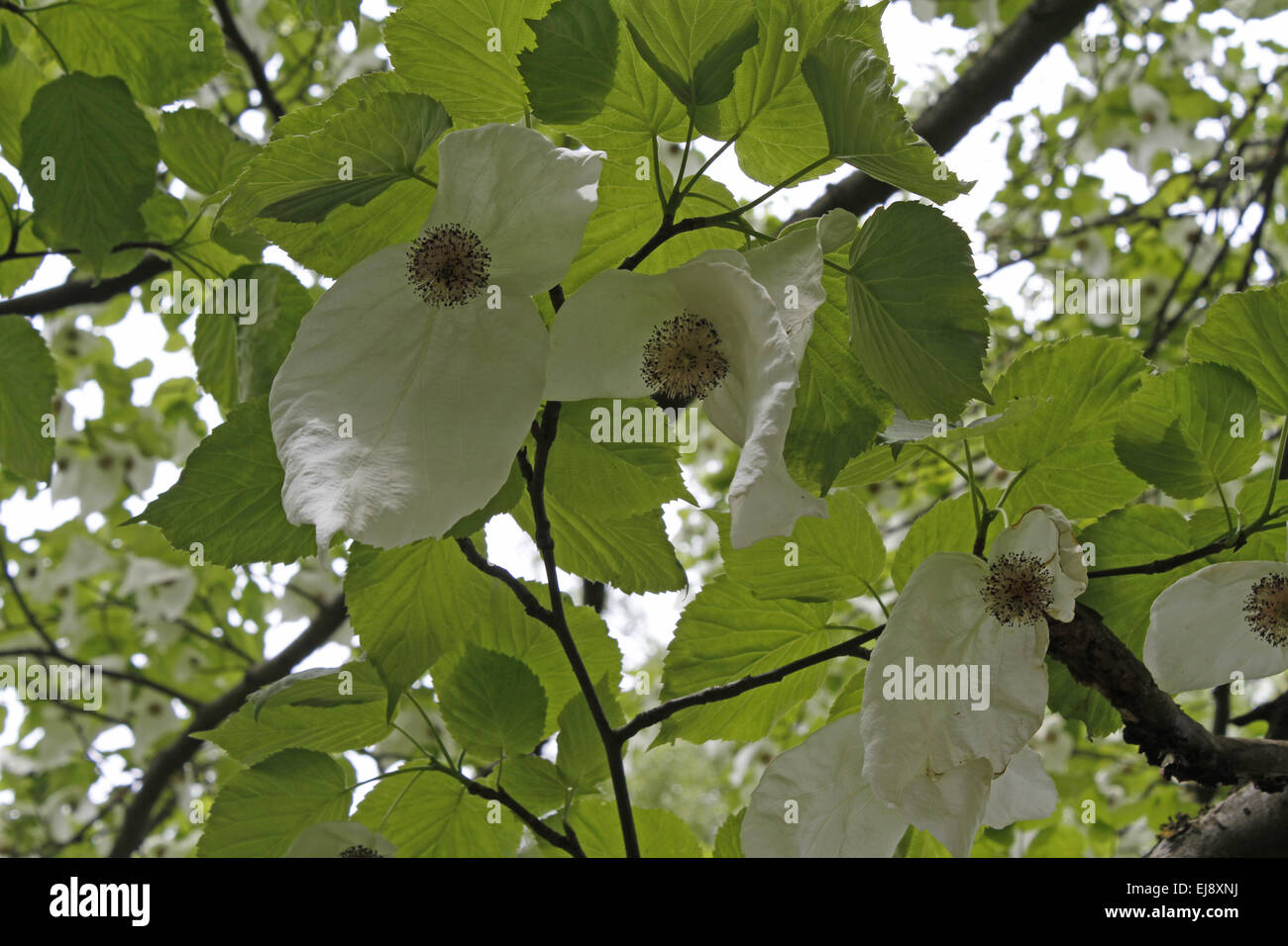 Dove tree hi-res stock photography and images - Alamy