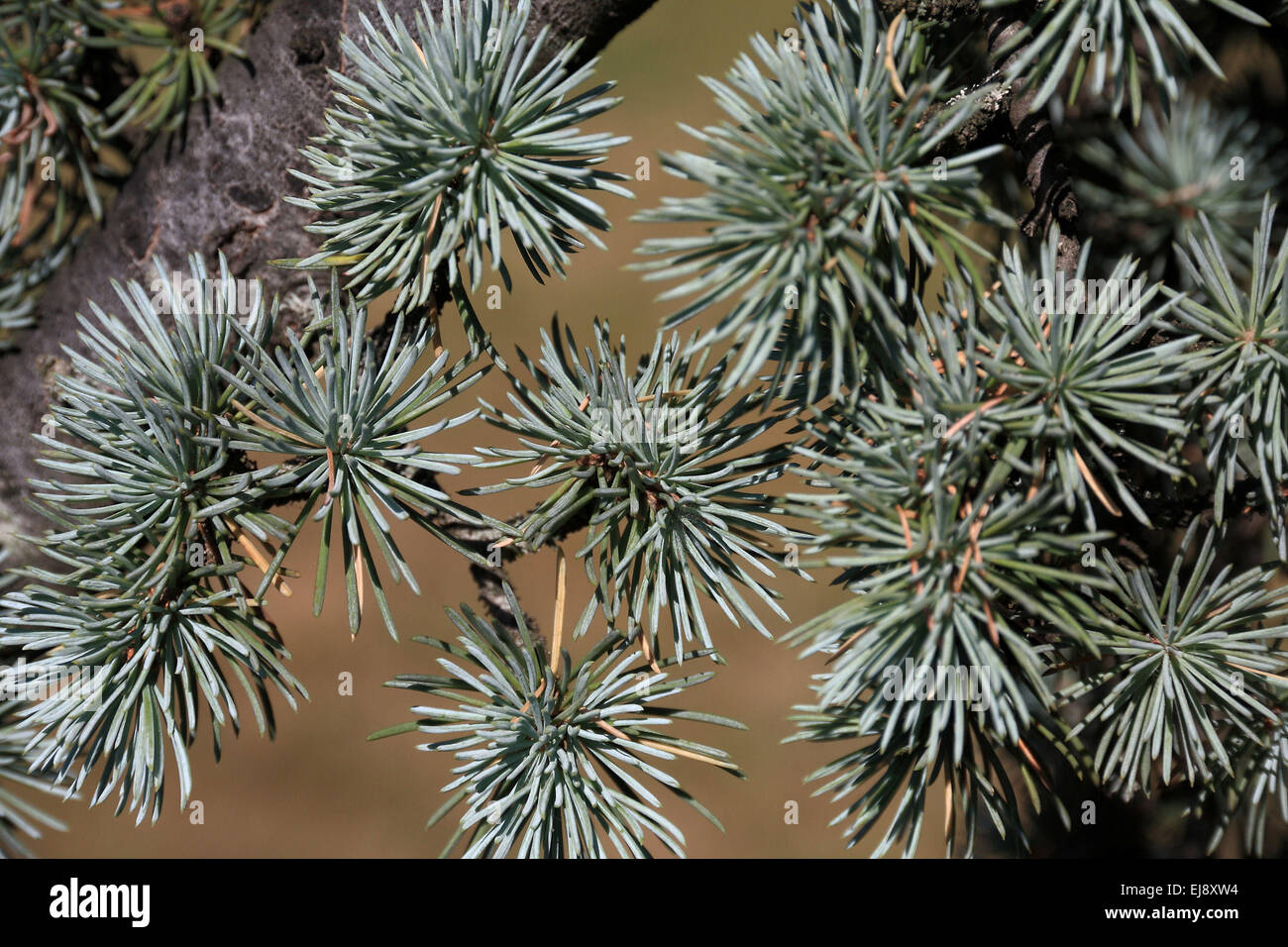 Larch branch hi-res stock photography and images - Alamy