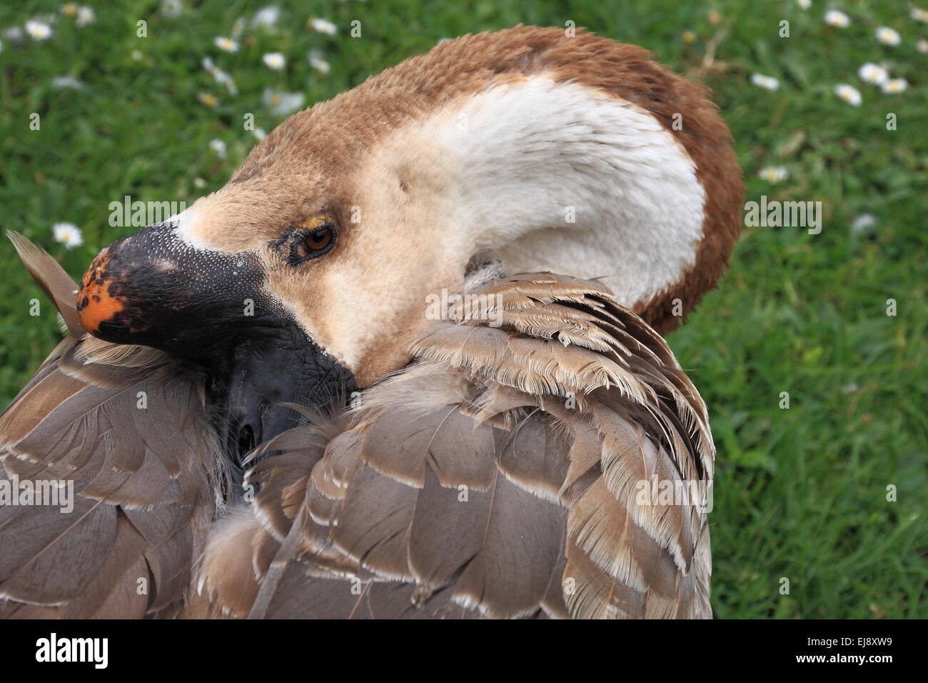 Goose knob hi-res stock photography and images - Alamy