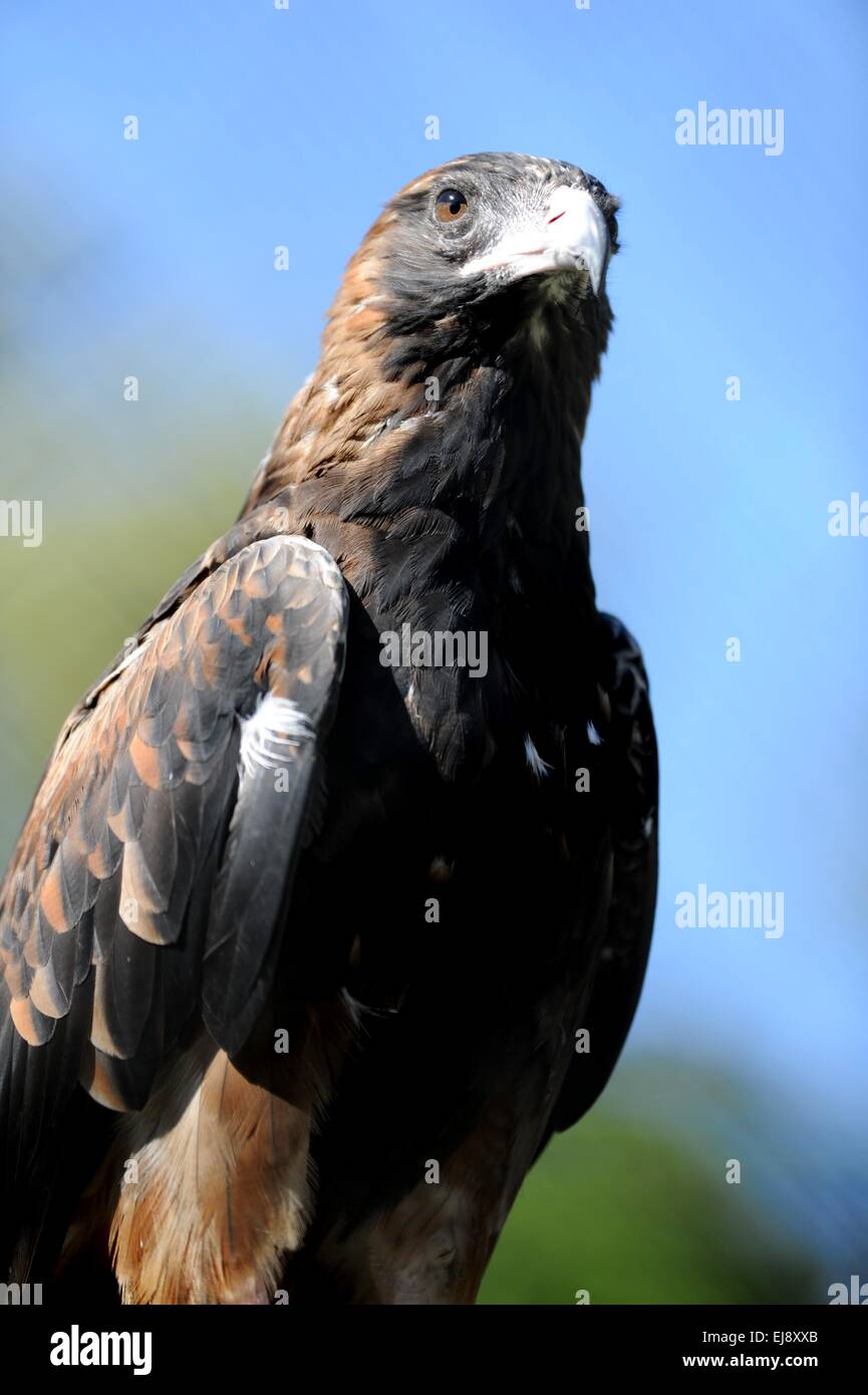 Wedge Tailed Eagle Stock Photo - Alamy