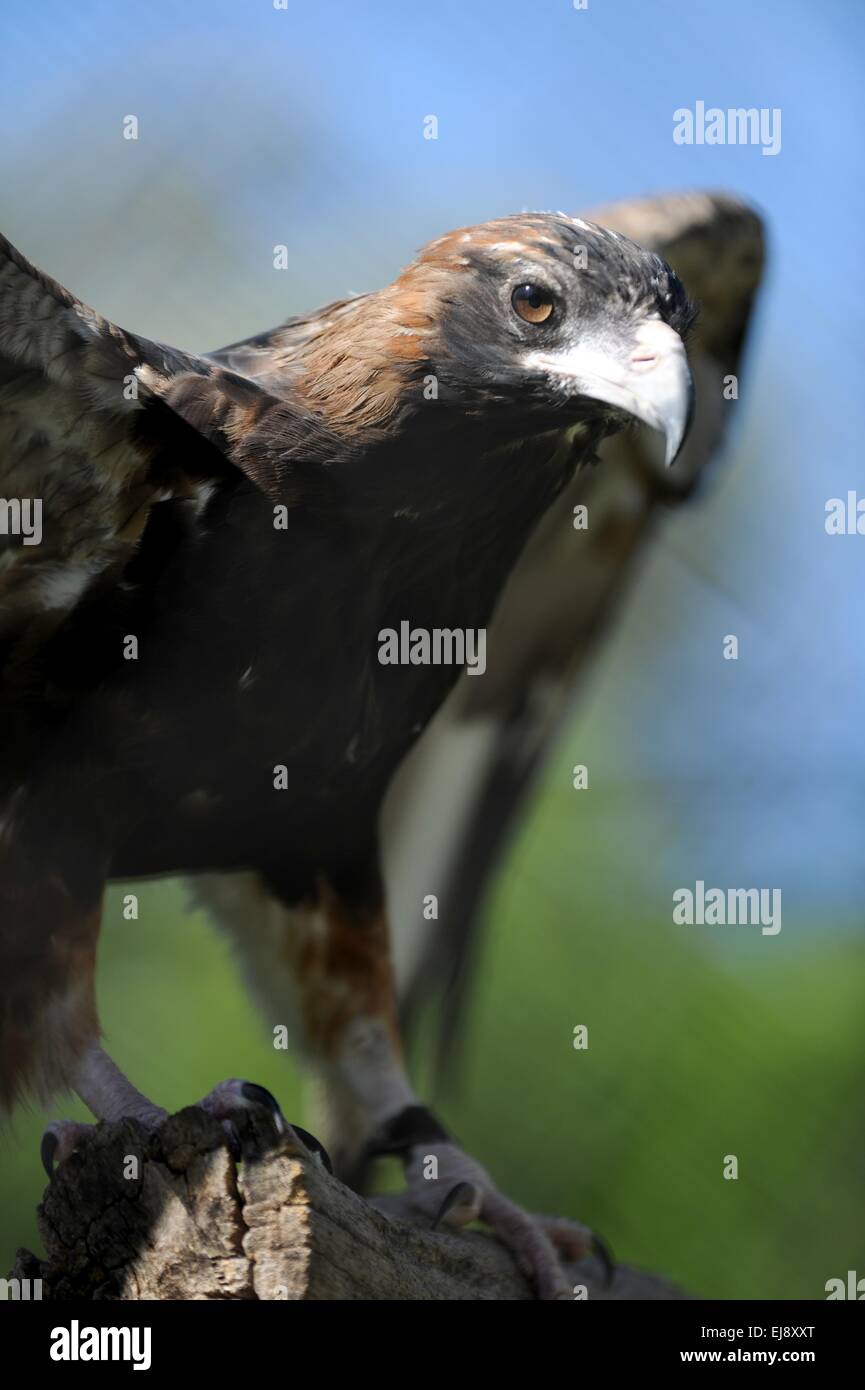 Wedge Tailed Eagle Stock Photo - Alamy