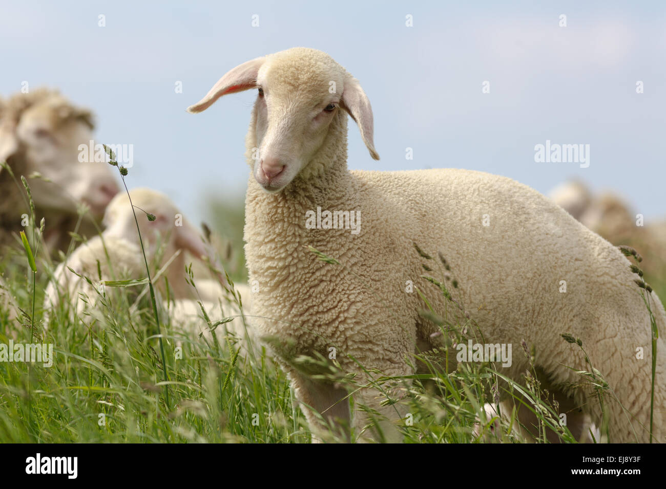 Merinolandschafe hi-res stock photography and images - Alamy