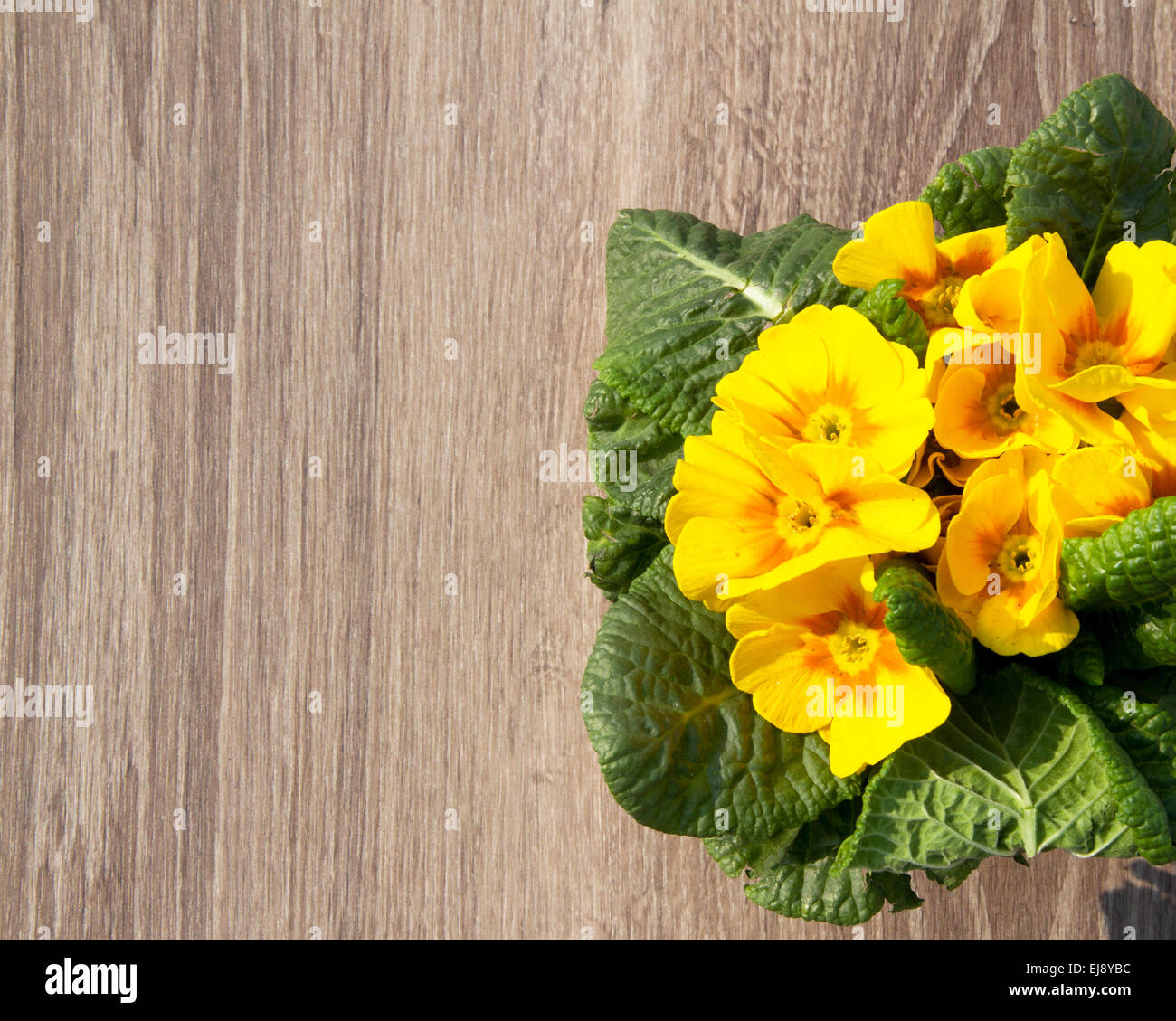spring background with yellow flowers Stock Photo - Alamy