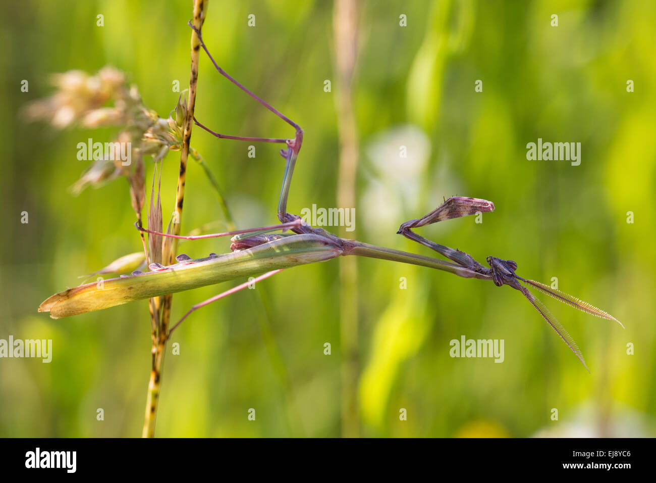 Conehead mantis hi-res stock photography and images - Alamy