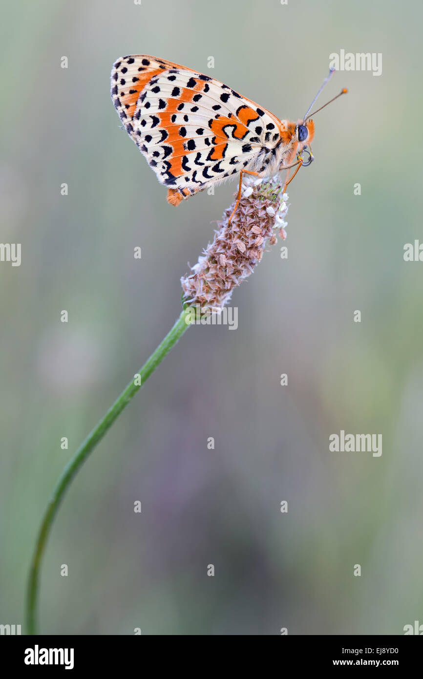 Red band hi-res stock photography and images - Alamy