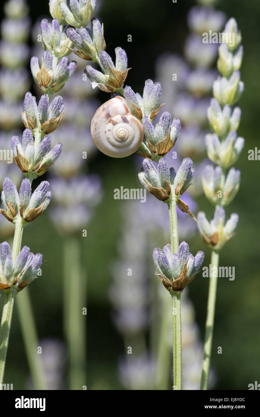 snail in a lavender Stock Photo - Alamy