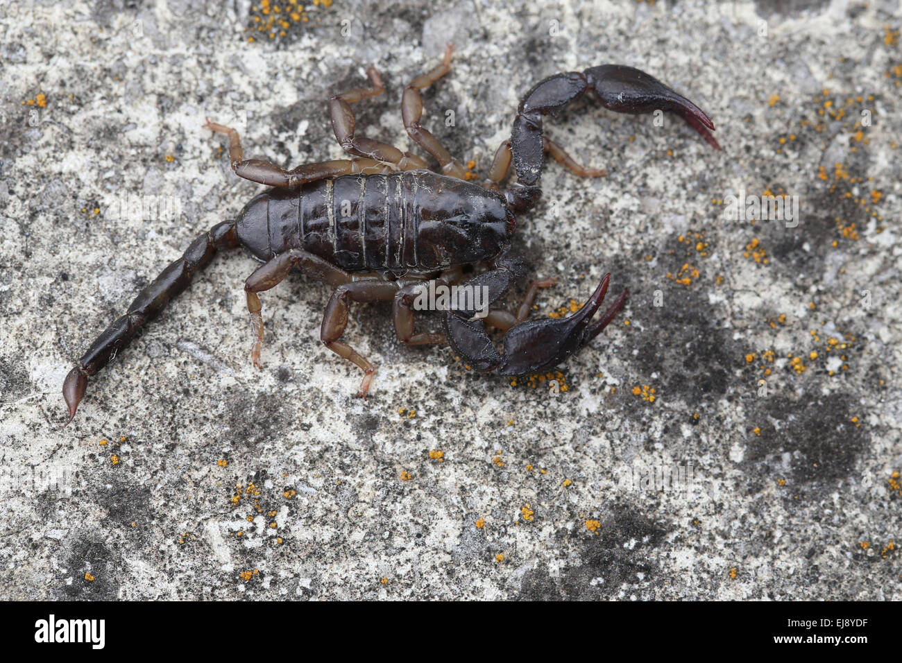 Skorpion insekt hi-res stock photography and images - Alamy