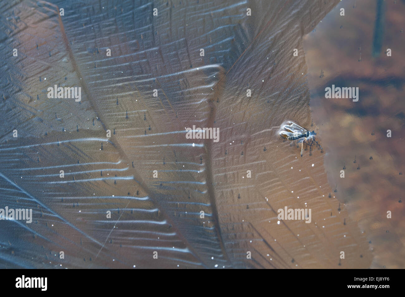 mosquito frozen in ice, Rondane NP, Norway Stock Photo - Alamy
