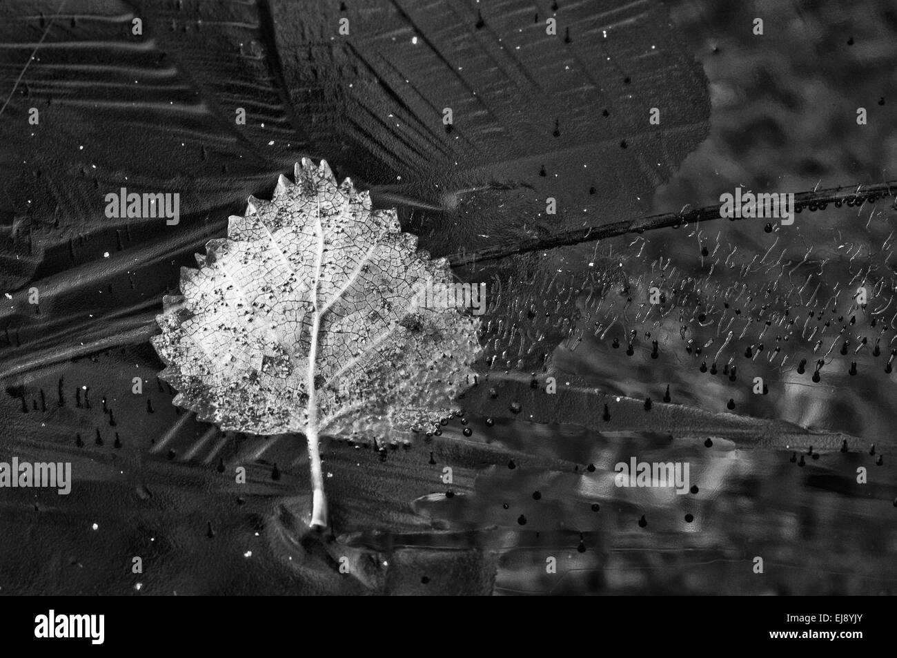 Leaf birch autumn line Black and White Stock Photos & Images - Alamy