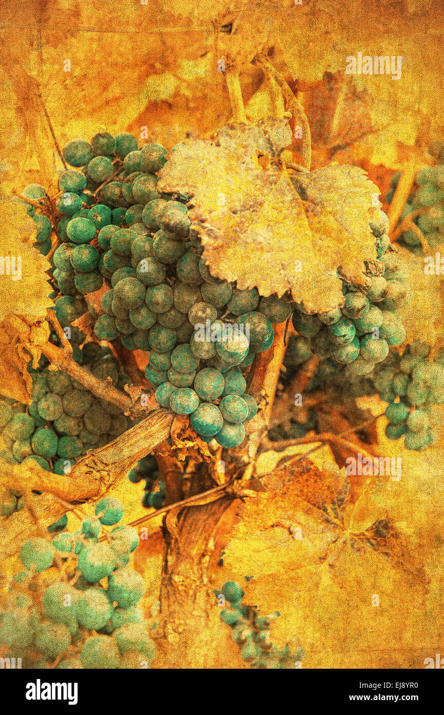 Vintage winemaking hi-res stock photography and images - Alamy