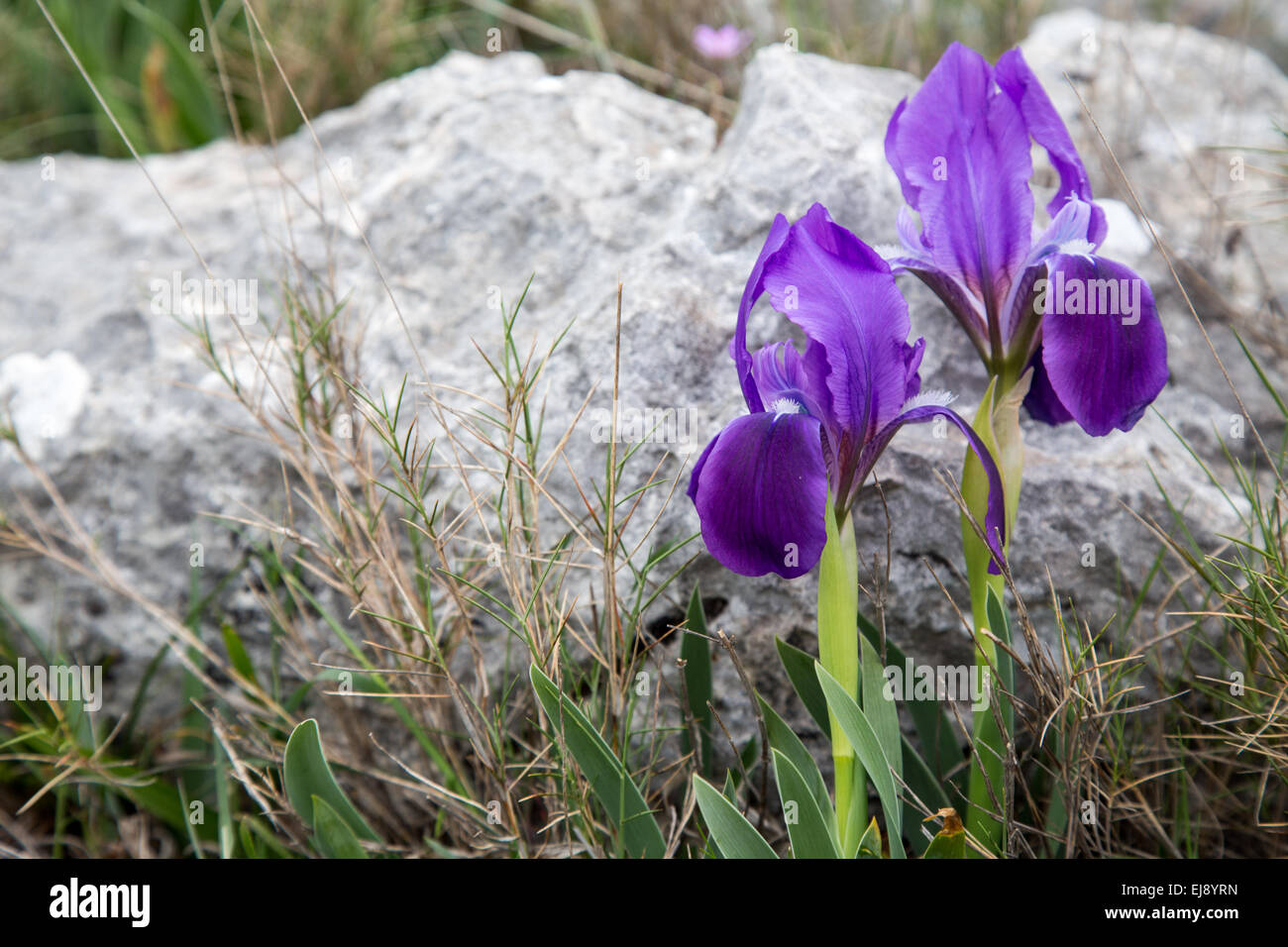 Purple flag hi-res stock photography and images - Alamy