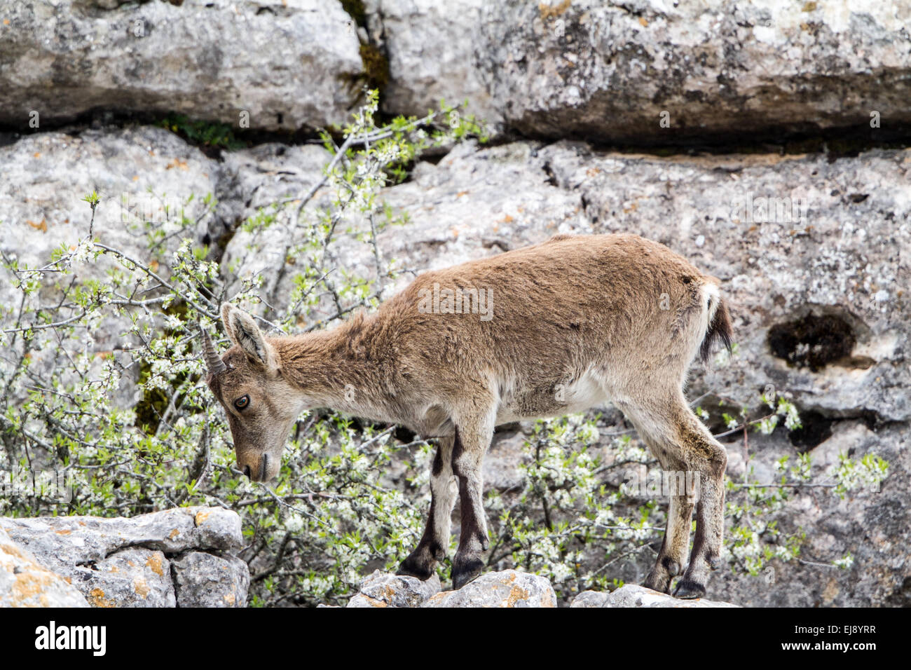 Spanish ibex hi-res stock photography and images - Alamy