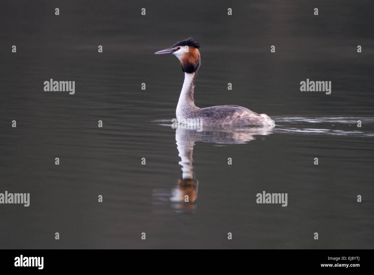 Great Crested Grebe Stock Photo - Alamy