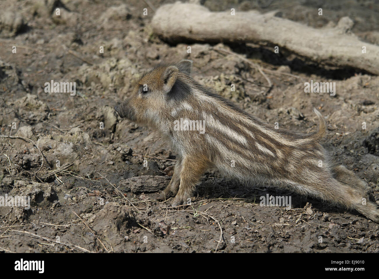 Shoat hi-res stock photography and images - Alamy