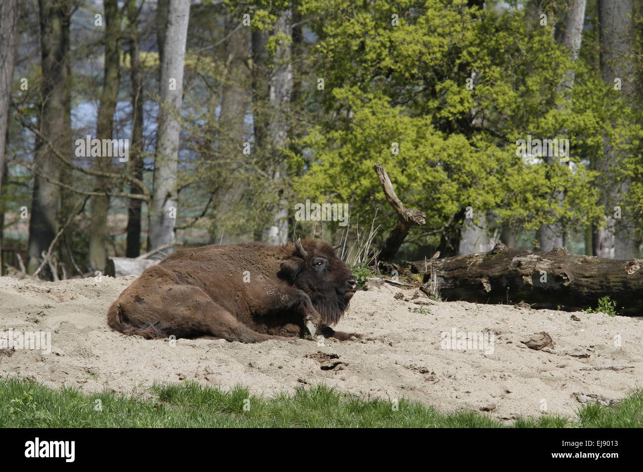 Wisent hi-res stock photography and images - Alamy