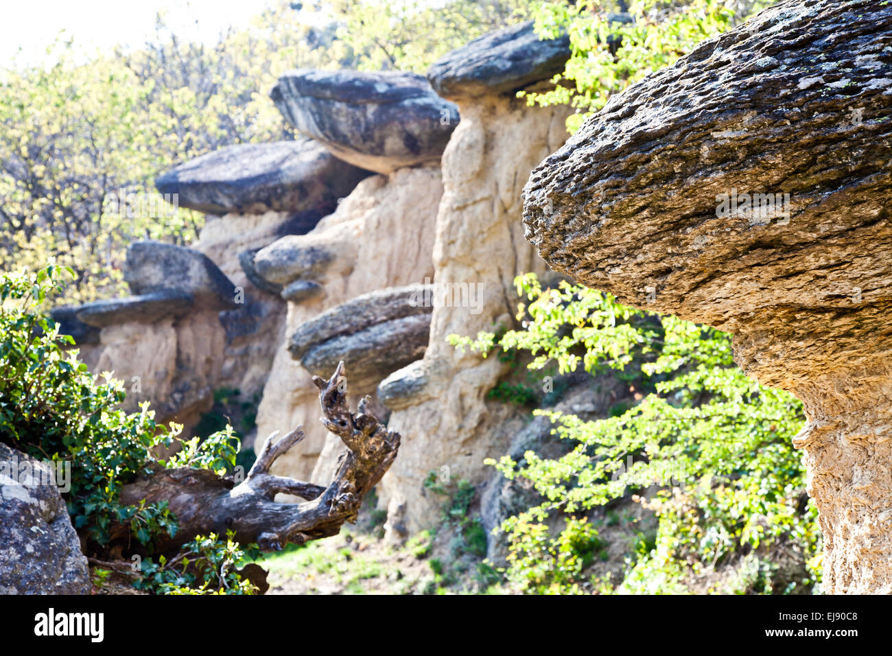 Imaginative forest landscape Stock Photo - Alamy
