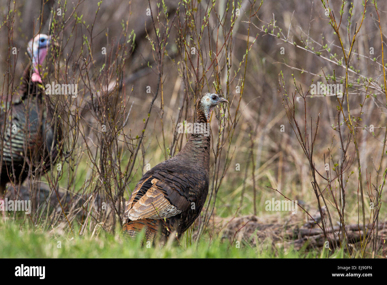 Eastern wild Turkey Stock Photo - Alamy