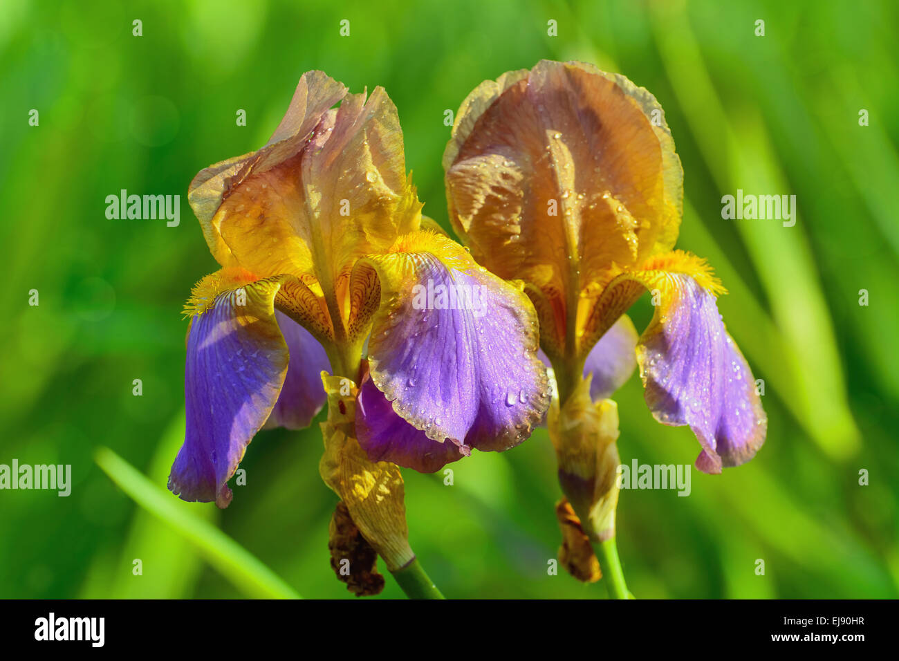 Irises by water hi-res stock photography and images - Alamy