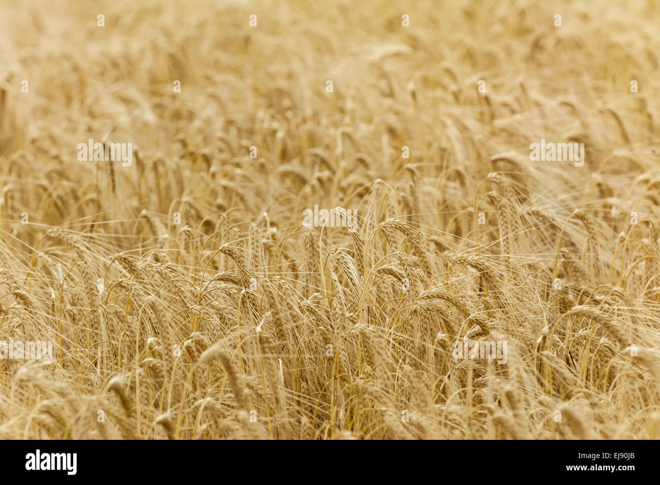 Rye person hi-res stock photography and images - Alamy