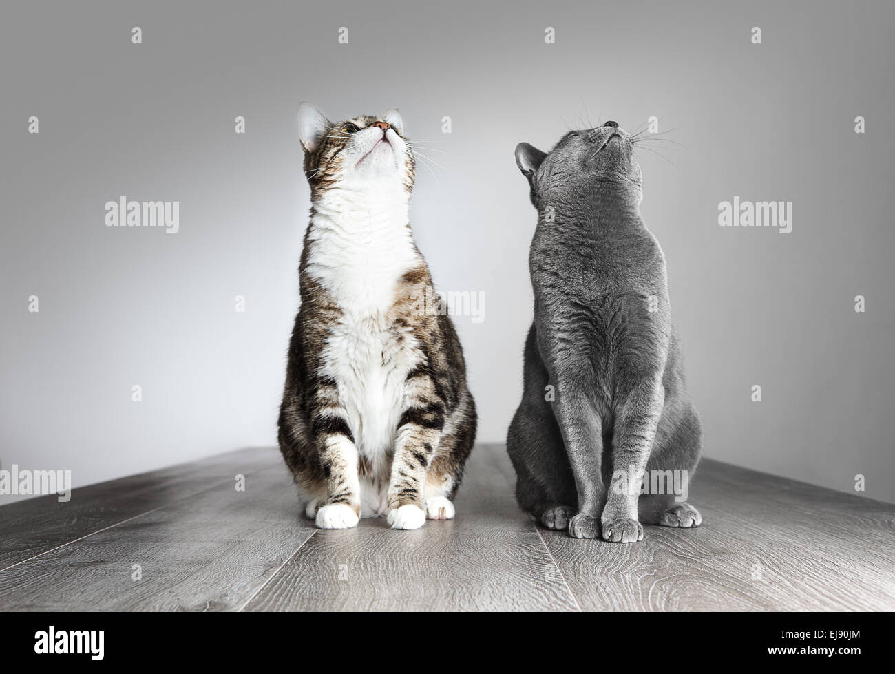 Two cats sit hi-res stock photography and images - Alamy