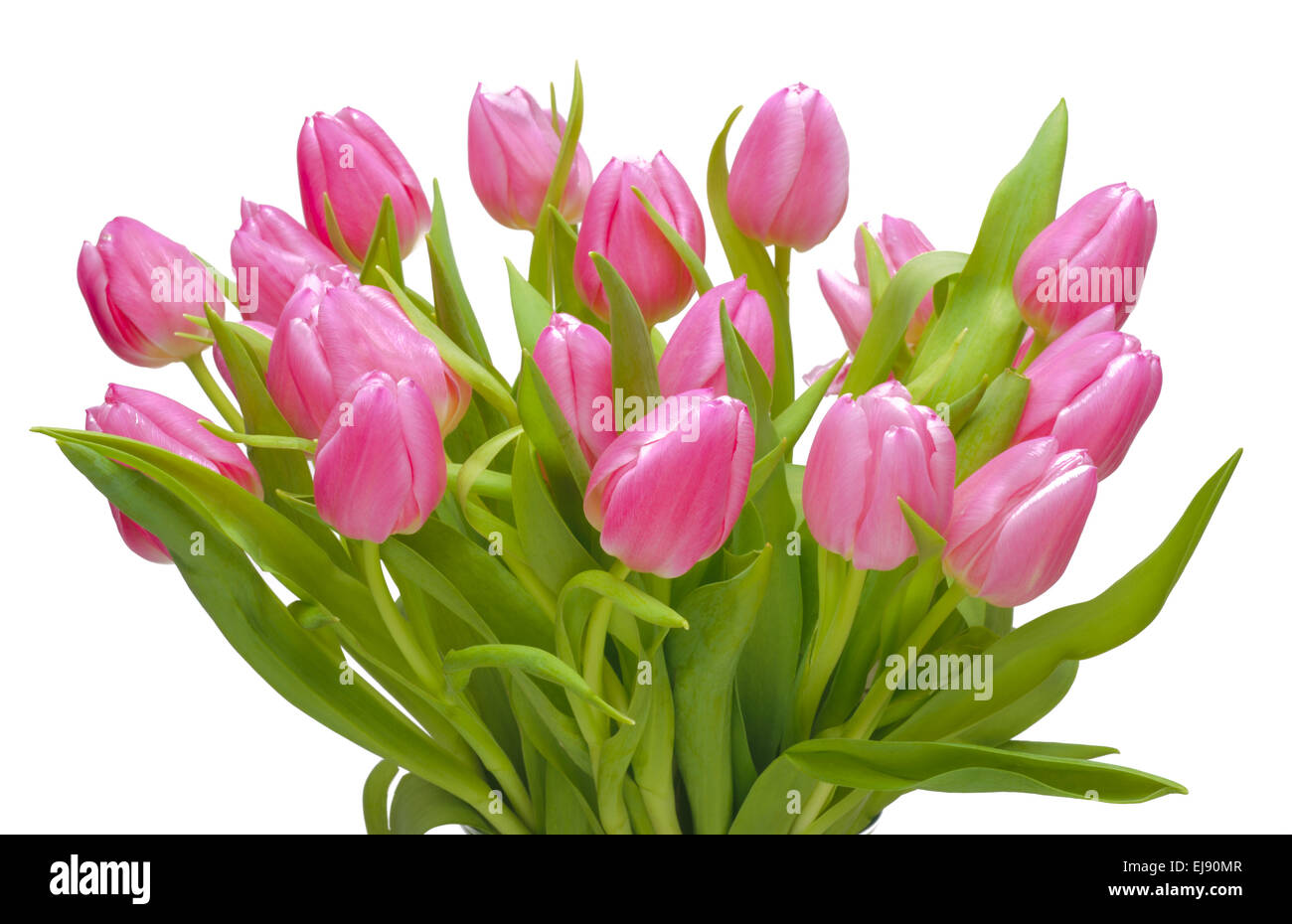 bunch of tulips isolated over background Stock Photo - Alamy