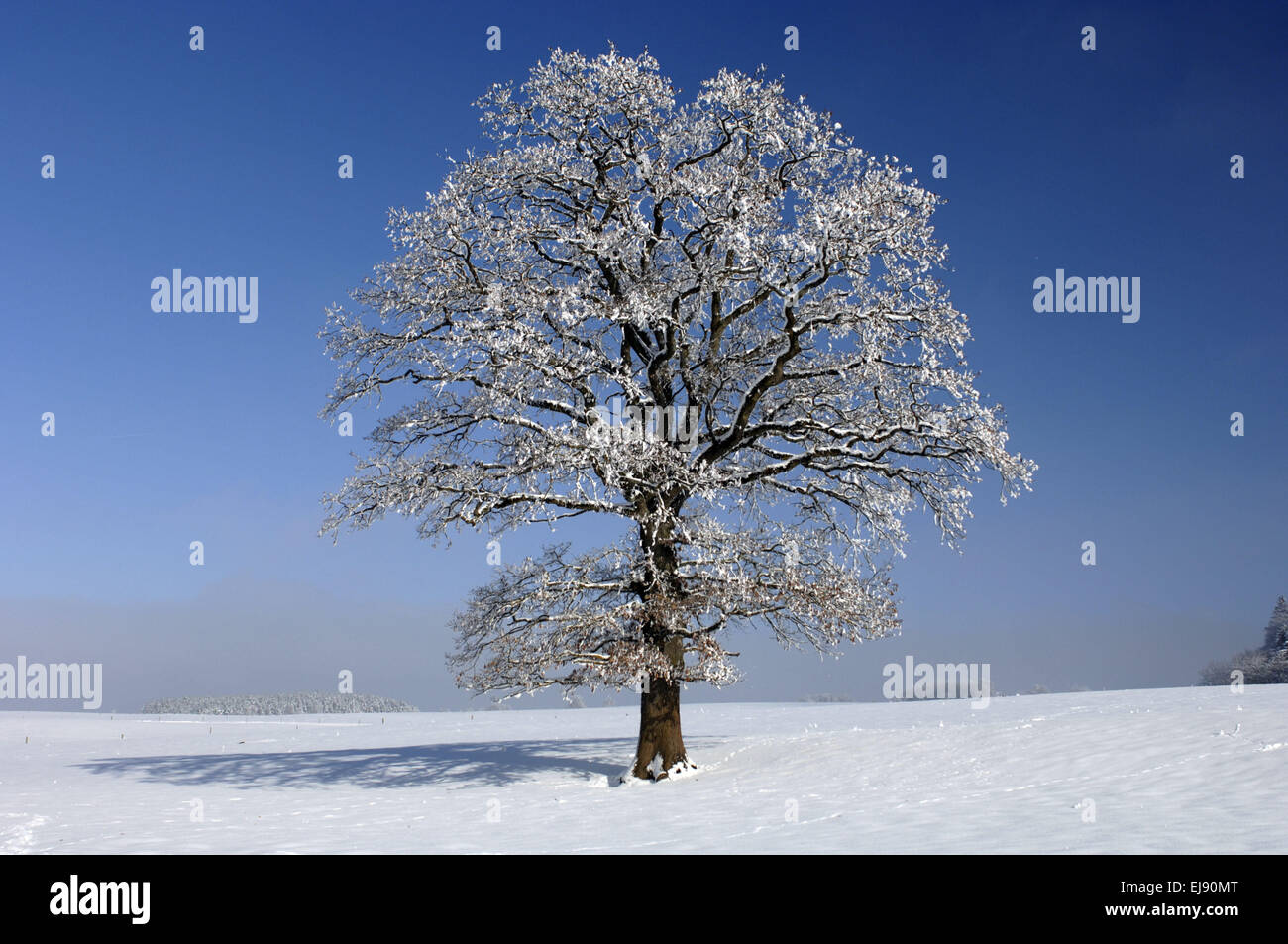 Tree stammbaum hi-res stock photography and images - Alamy