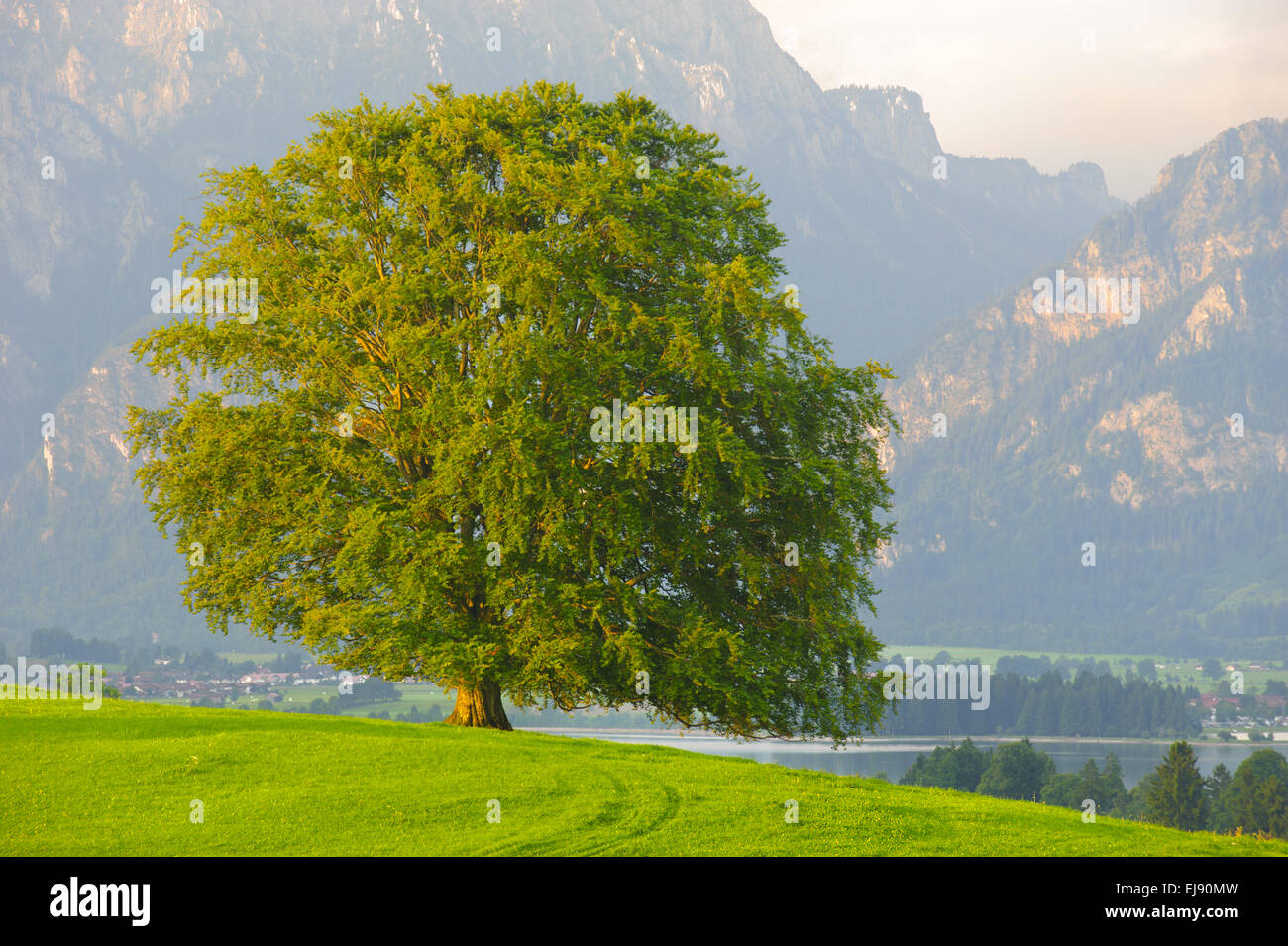 single beech tree in spring time Stock Photo - Alamy