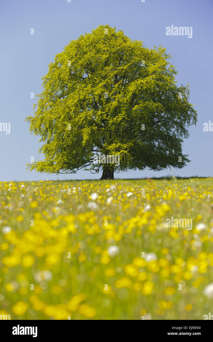 big old beech tree at spring Stock Photo - Alamy