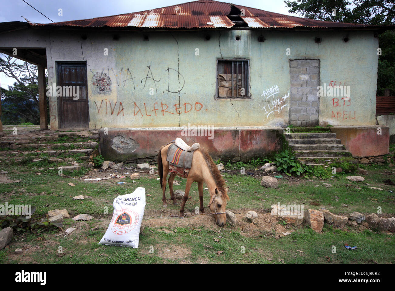 Timor horse hi-res stock photography and images - Alamy