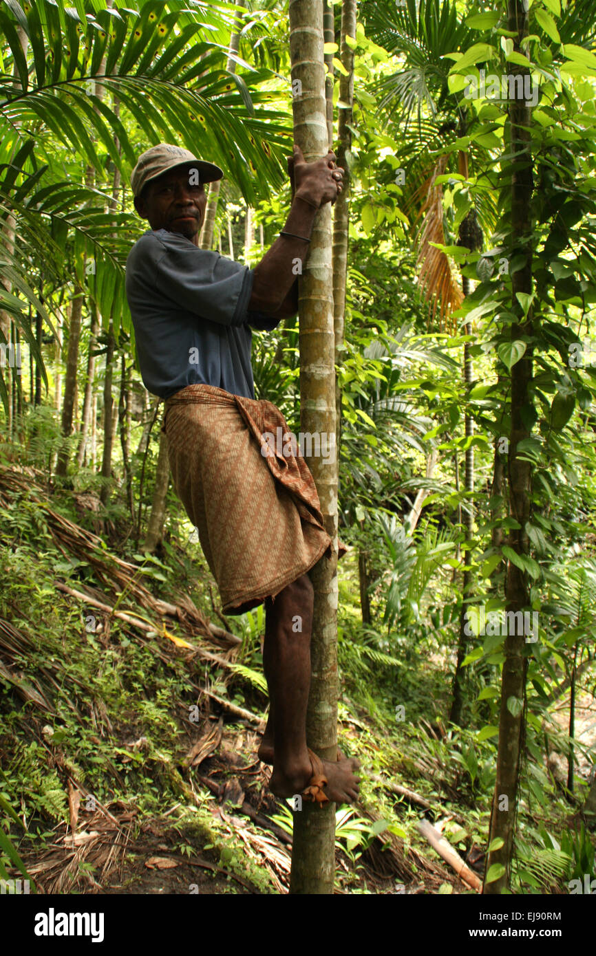 Man climbing a tree to collect sirih pinang, in the jungle en route to ...