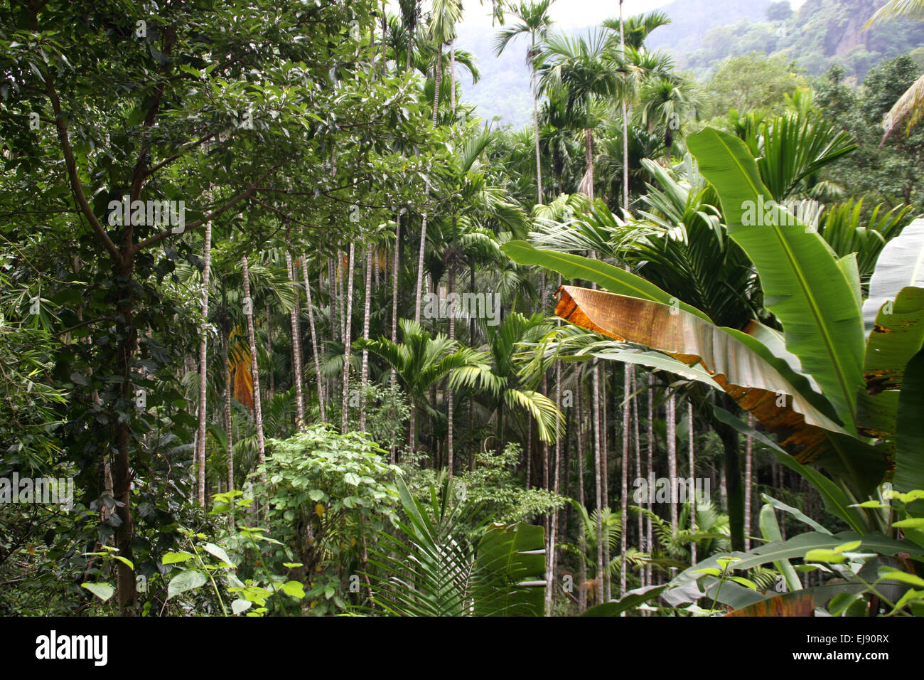 Jungle between Pante Macassar and Kutete, Oecusse, Timor-Leste Stock ...