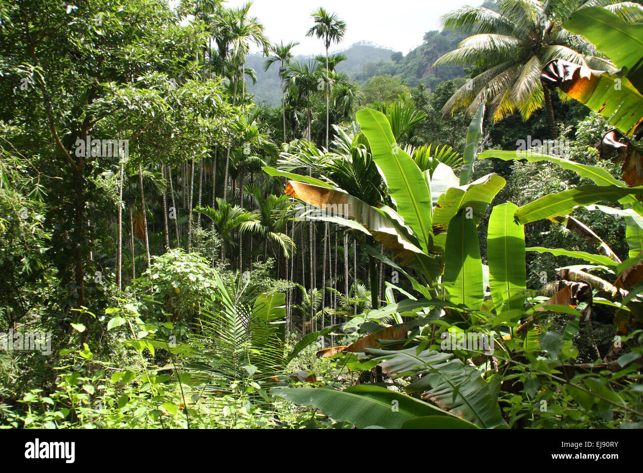Jungle between Pante Macassar and Kutete, Oecusse, Timor-Leste Stock ...