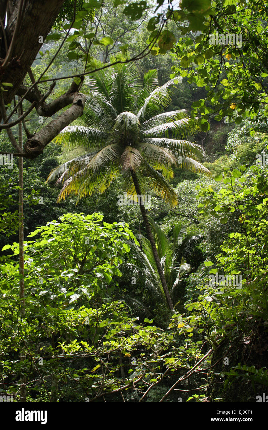 Jungle between Pante Macassar and Kutete, Oecusse, Timor-Leste Stock ...