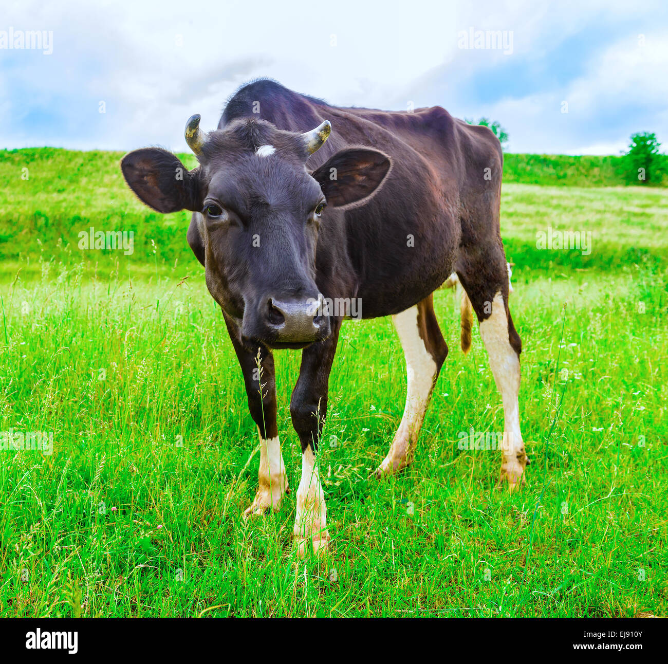 Cow grazes grass hi-res stock photography and images - Alamy