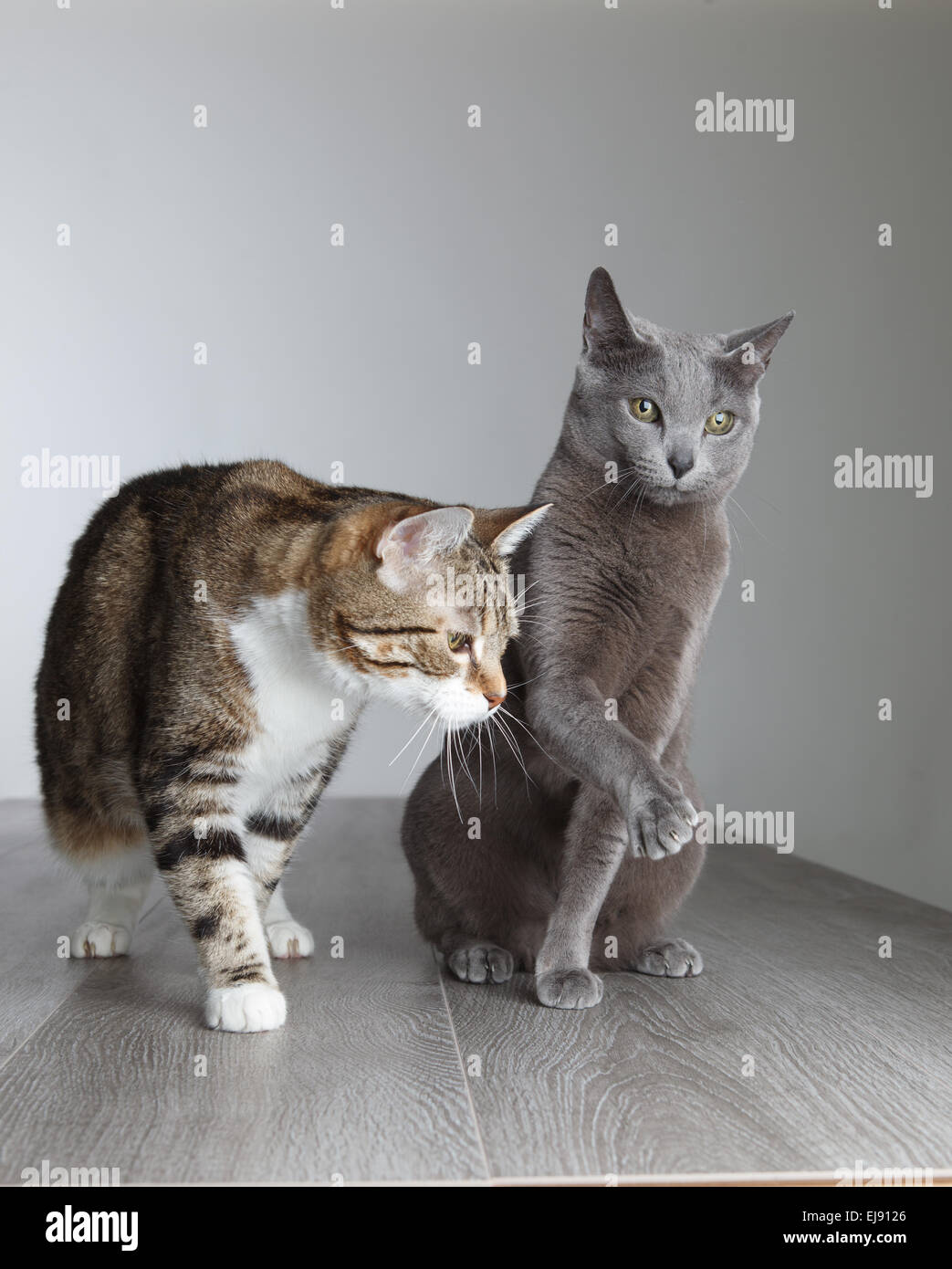 Russian blue cats hi-res stock photography and images - Alamy