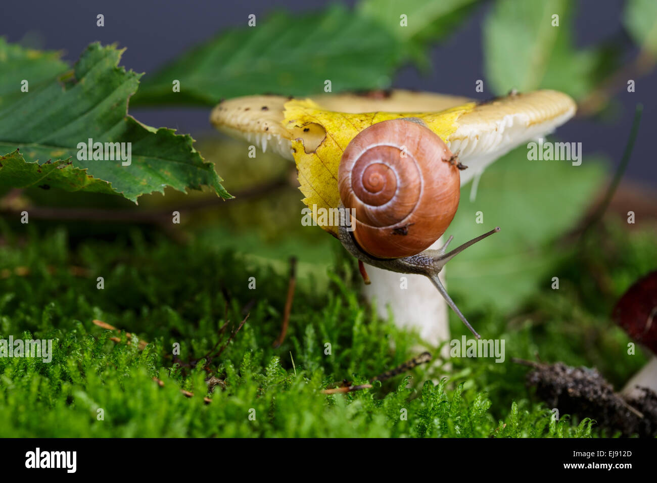 Snail on Mushroom Stock Photo - Alamy