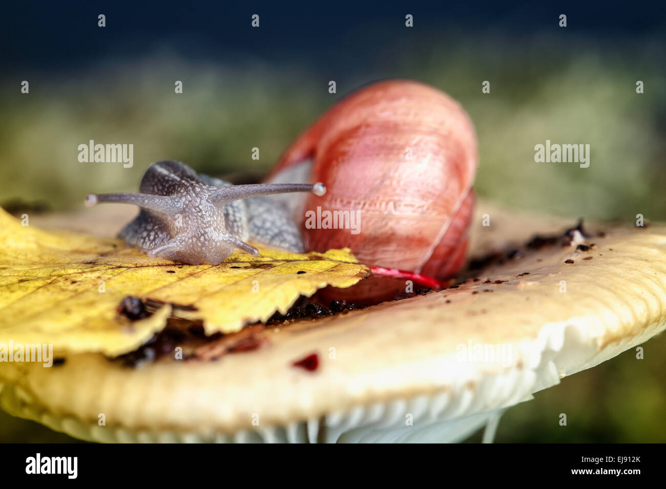 Snail on Mushroom Stock Photo - Alamy