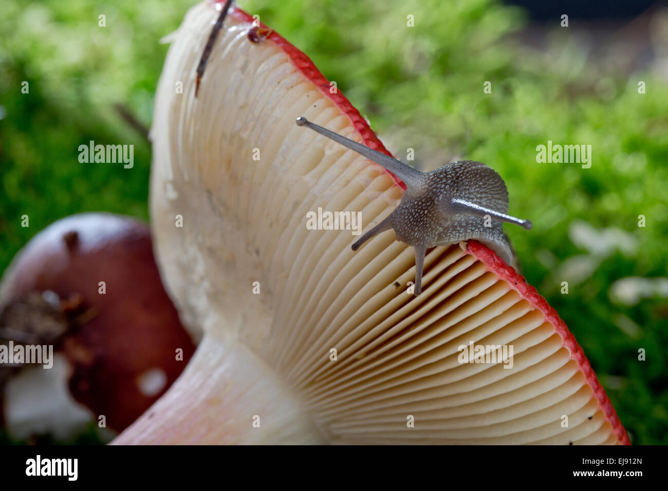 Snail on Mushroom Stock Photo - Alamy