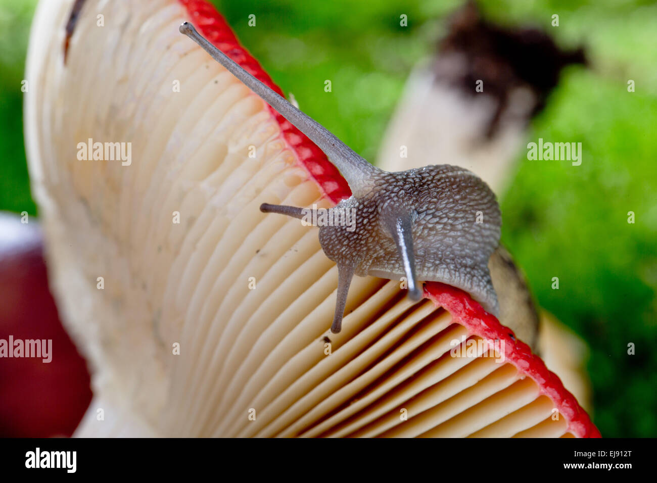 Snail on Mushroom Stock Photo - Alamy