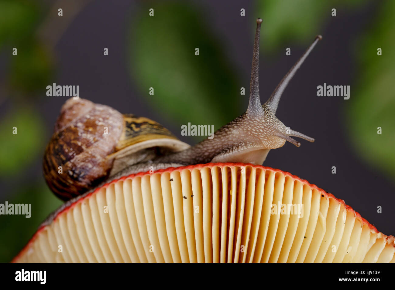 Snail on Mushroom Stock Photo - Alamy