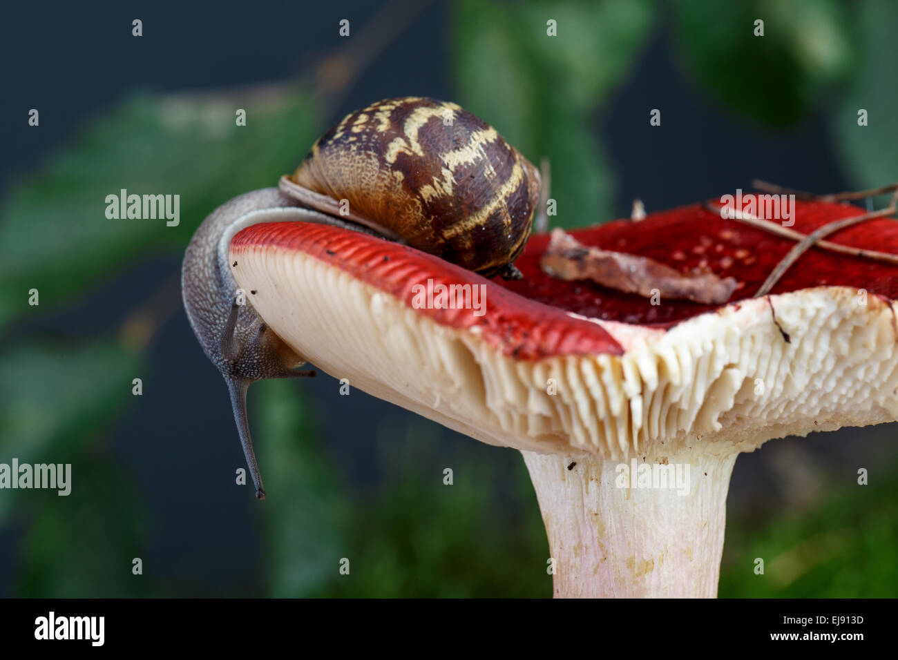 Snail on Mushroom Stock Photo - Alamy