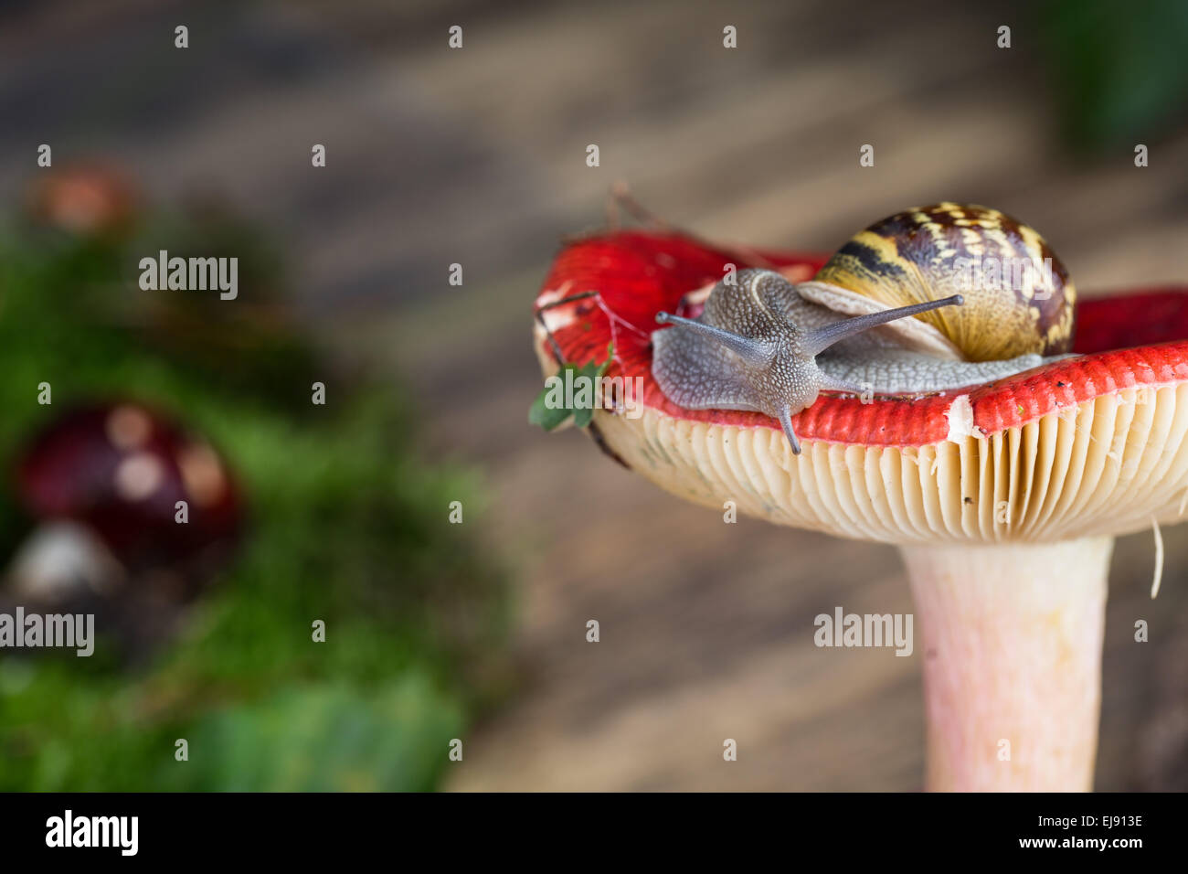 Snail on Mushroom Stock Photo - Alamy